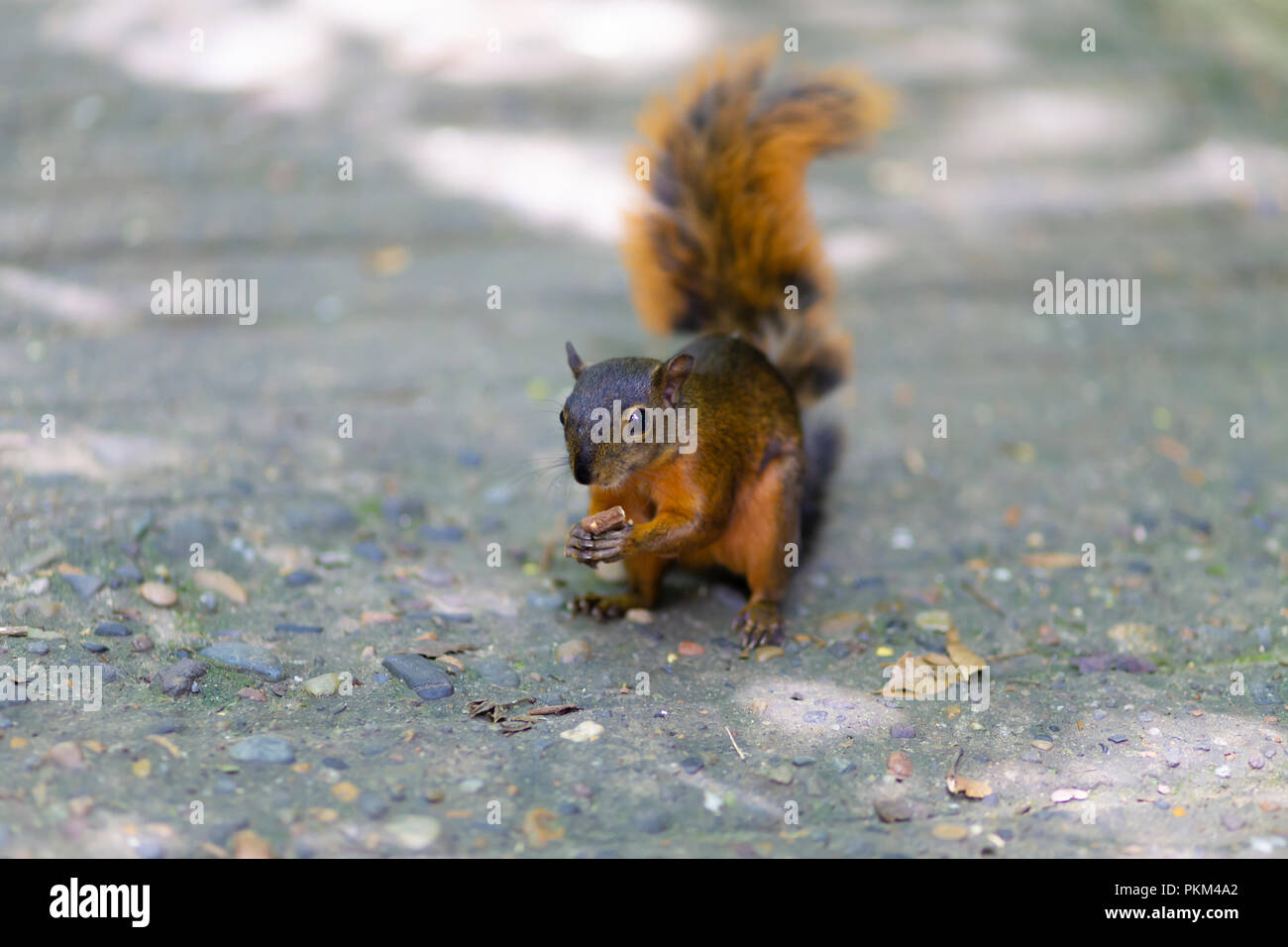 Beautiful Chipmunk Playing in the Forest Stock Photo - Alamy