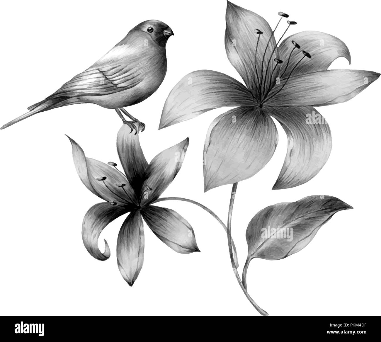 Pencil Drawings Of Flowers And Birds