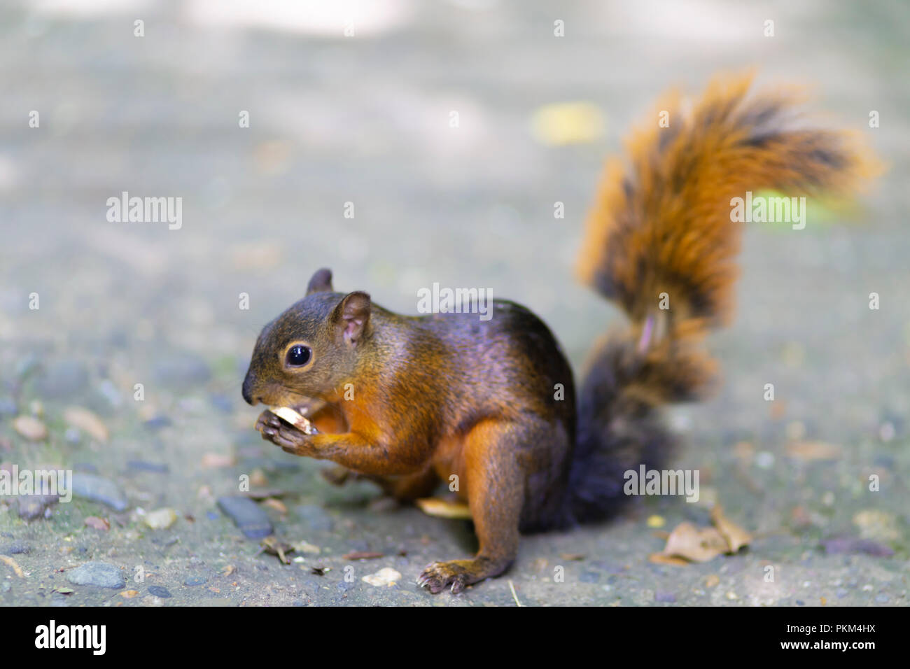 Beautiful Chipmunk Playing in the Forest Stock Photo - Alamy