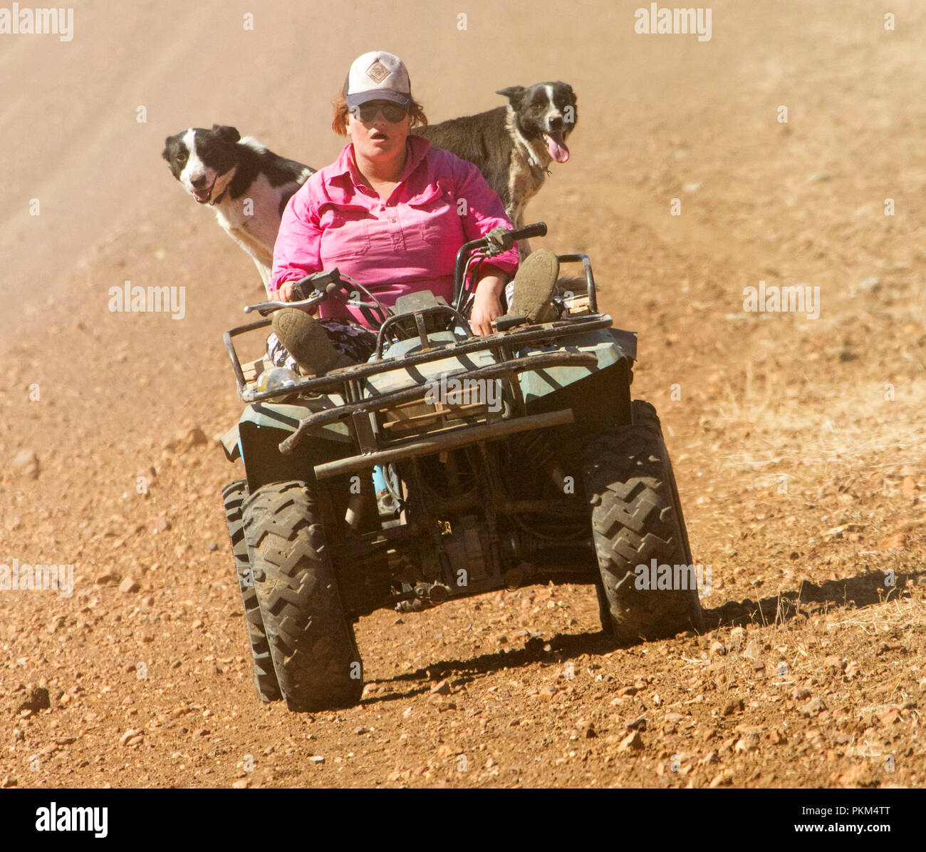 Woman on quad bike with two cattle dogs, part of team droving cattle ...