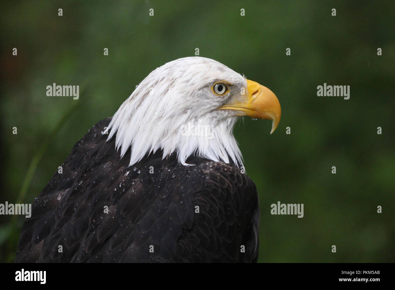 Bald Eagle, America's bird, has a fierce countenance Stock Photo - Alamy