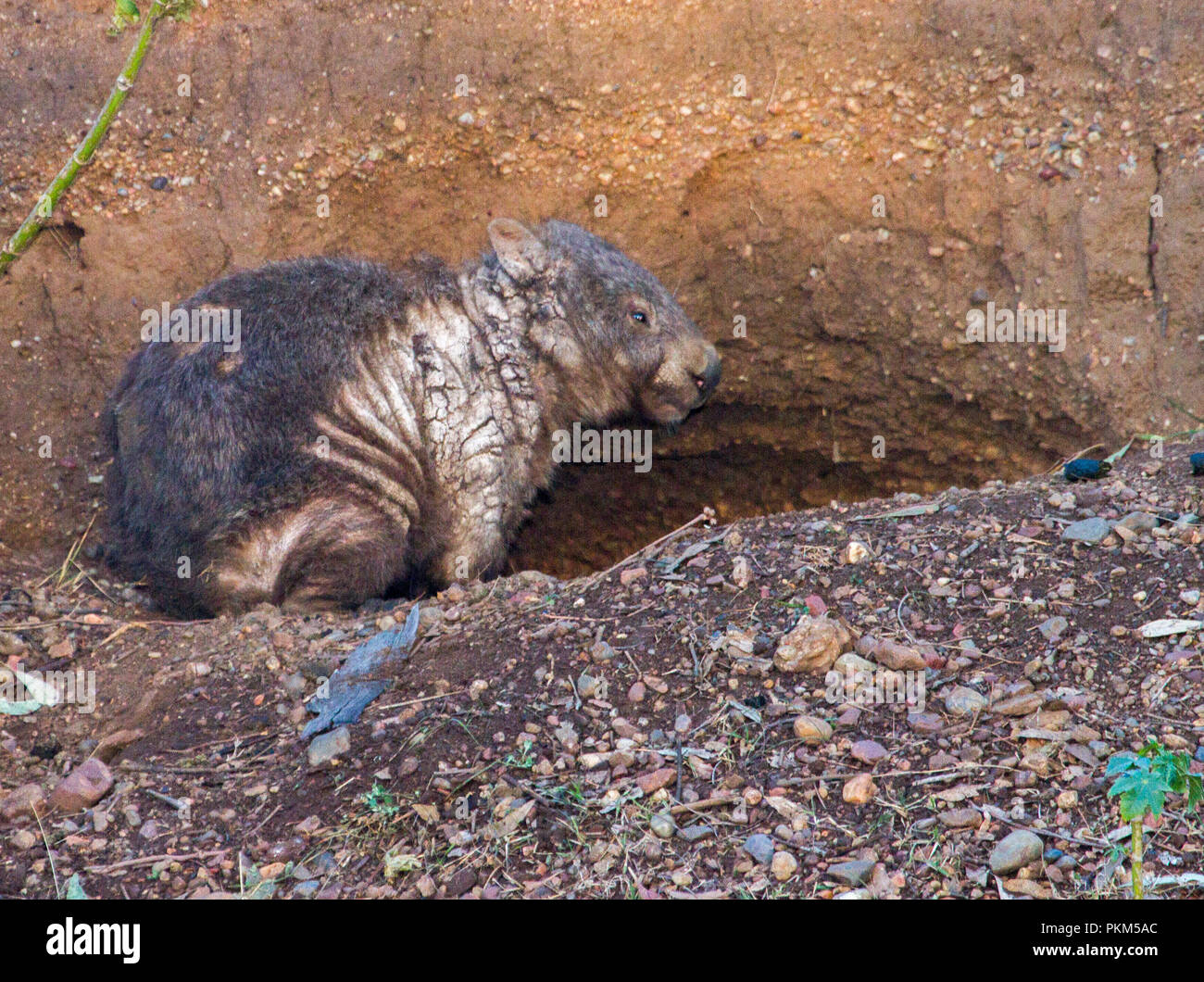 Wombat Burrow Tunnels