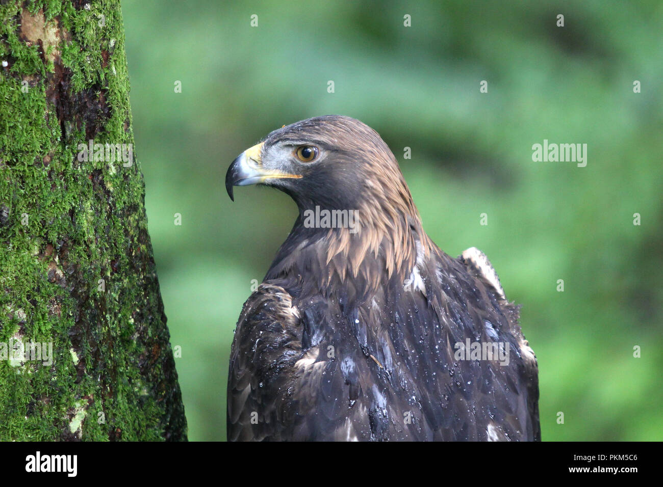 Golden Eagle keeping a sharp lookout Stock Photo - Alamy