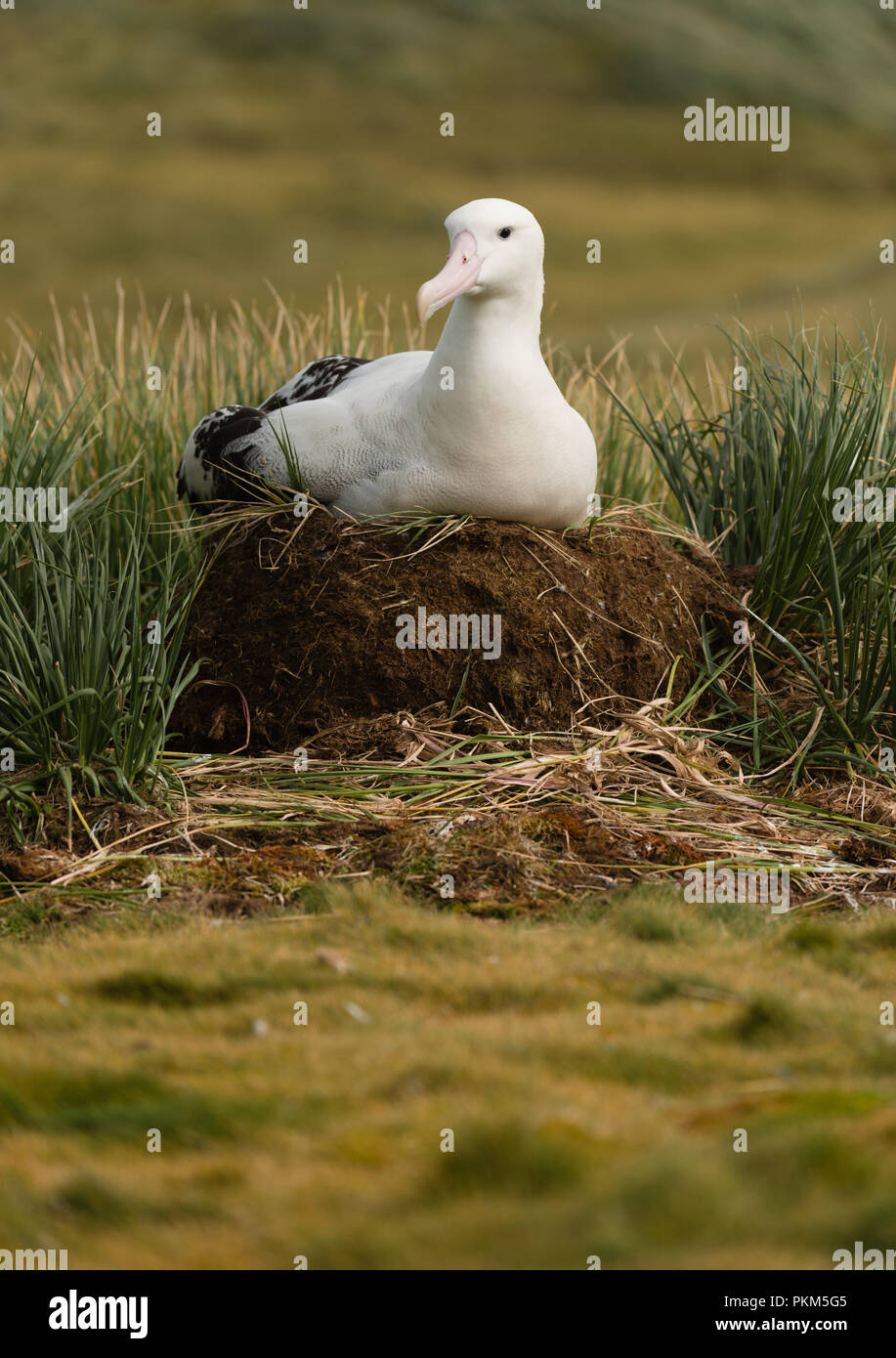 A female wandering albatross (Diomedia exulans) on her nest on Bird ...