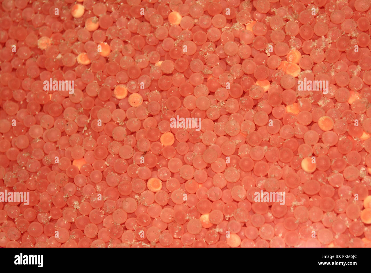 Hatchery program hi-res stock photography and images - Alamy