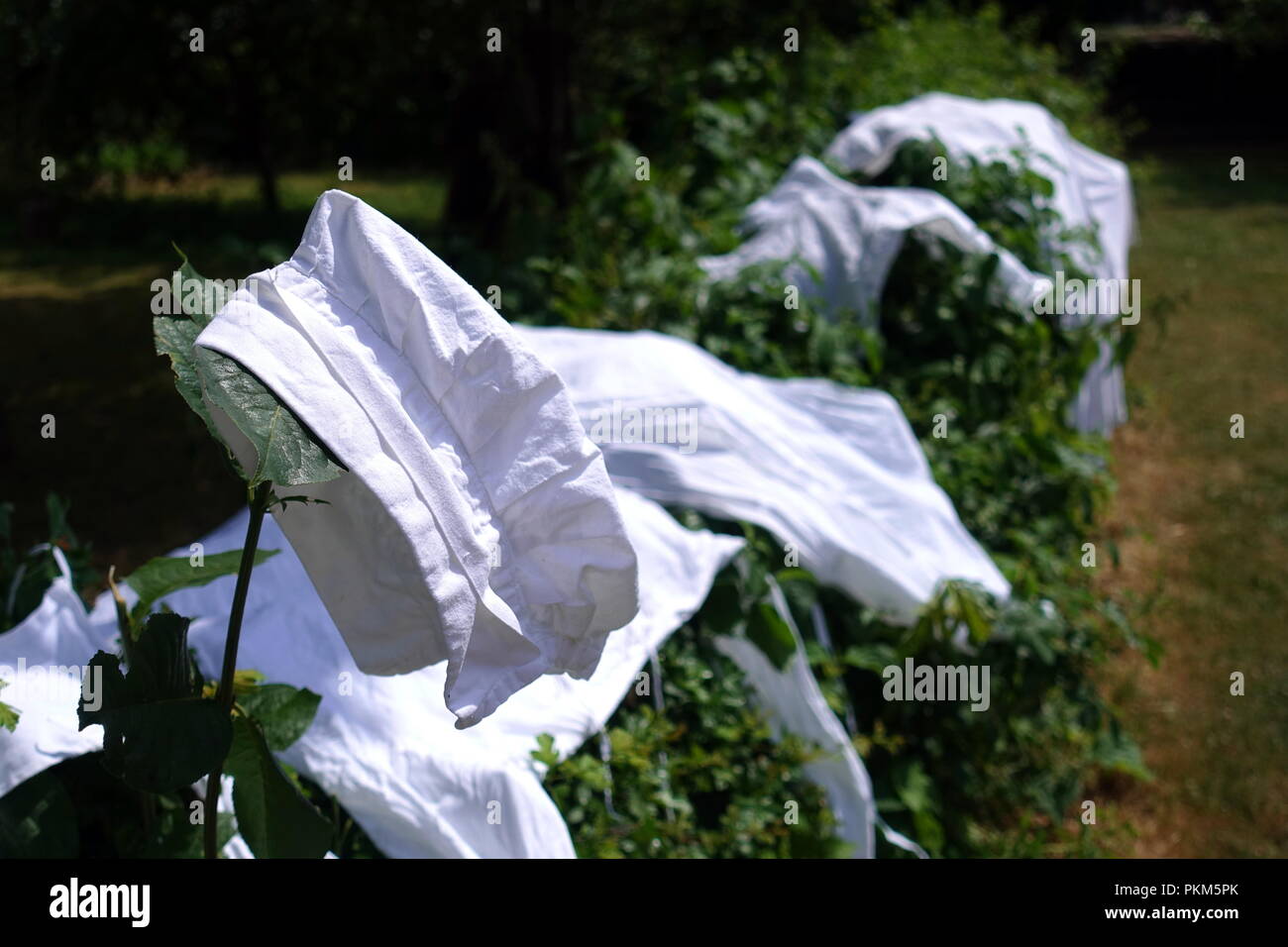 Old fashioned scullery maid's white cap and aprons, drying on a hedge ...