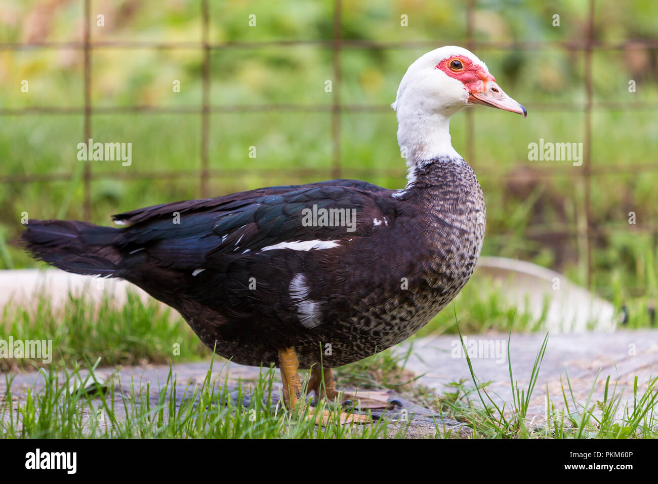 Gray muscovy duck hi-res stock photography and images - Alamy
