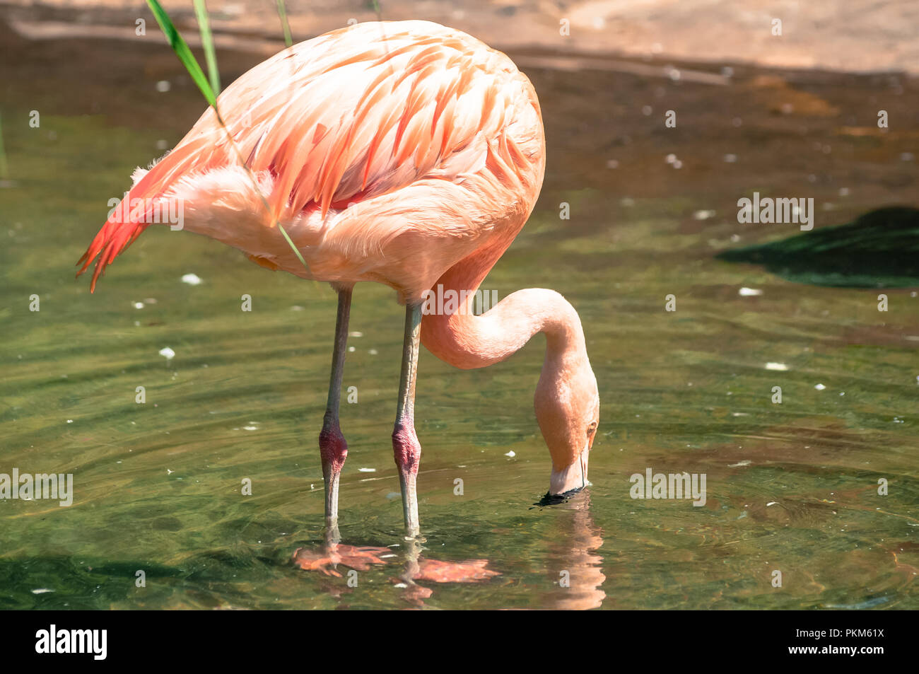 Phoenicopterus Roseus commonly called Pink Flamingo drinking water from ...