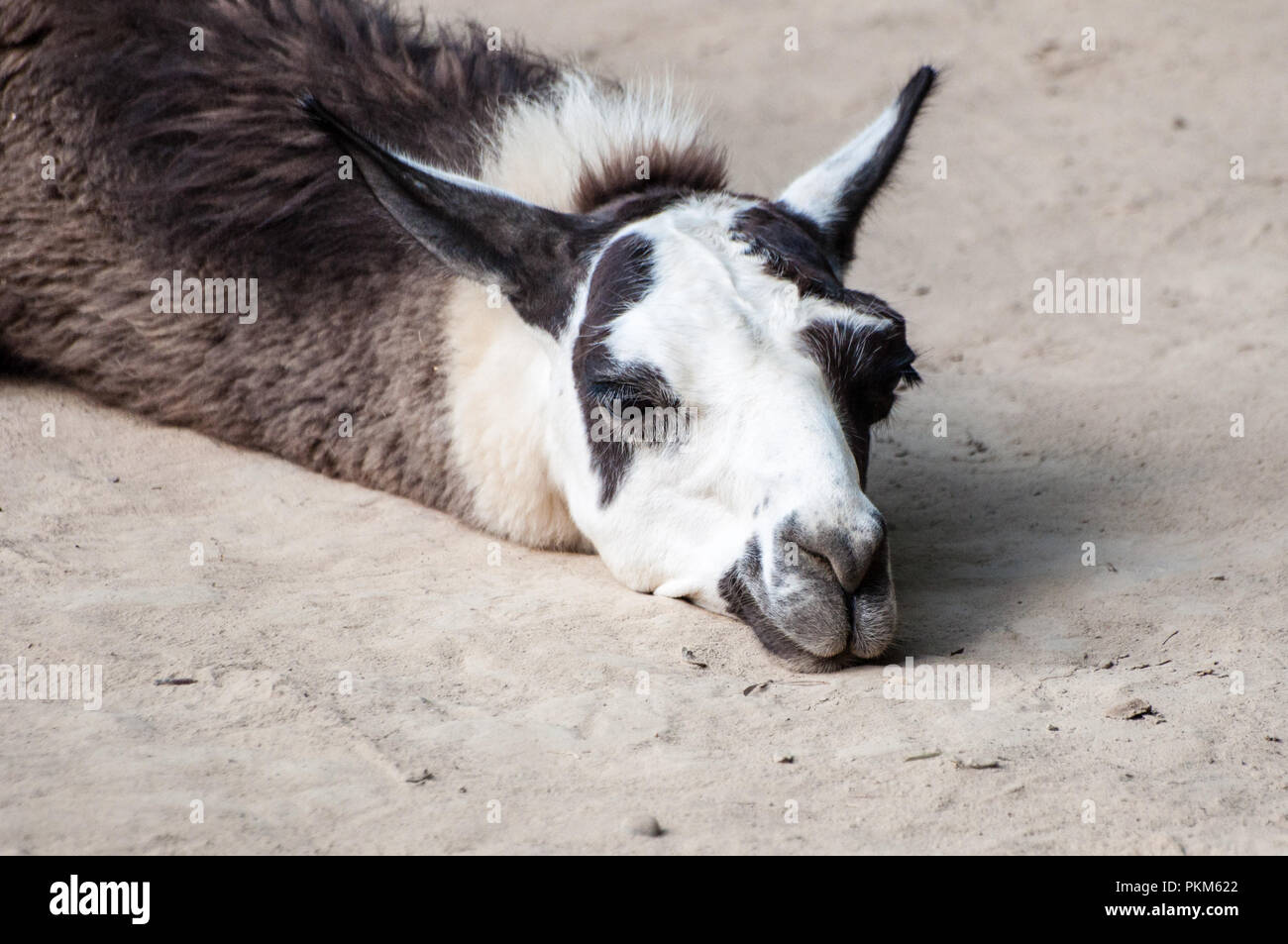 Tired lama lying on the ground, looking happy, at the zoological park ...