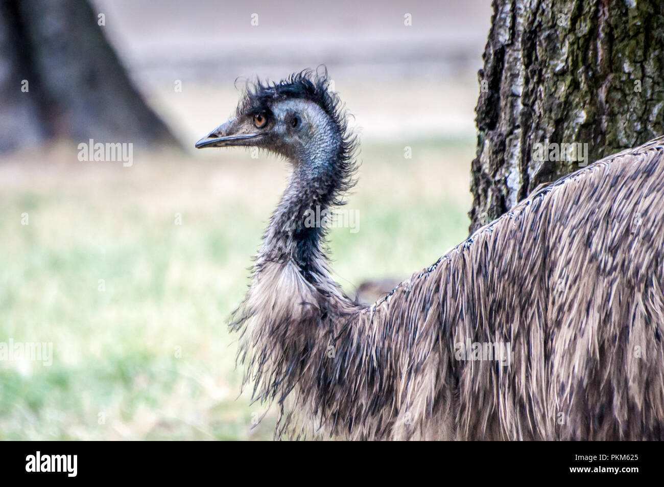 Scary looking animals hi-res stock photography and images - Alamy