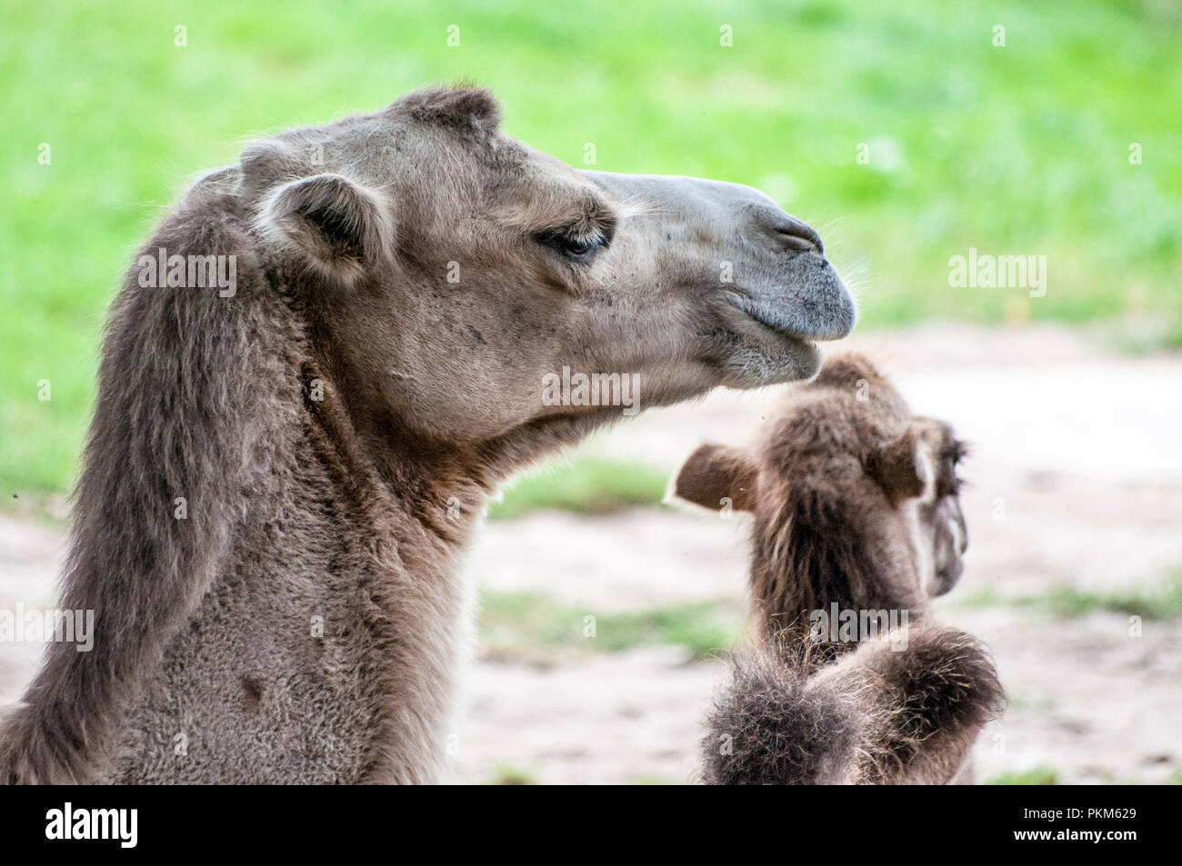 Baby camel and mother hi-res stock photography and images - Alamy