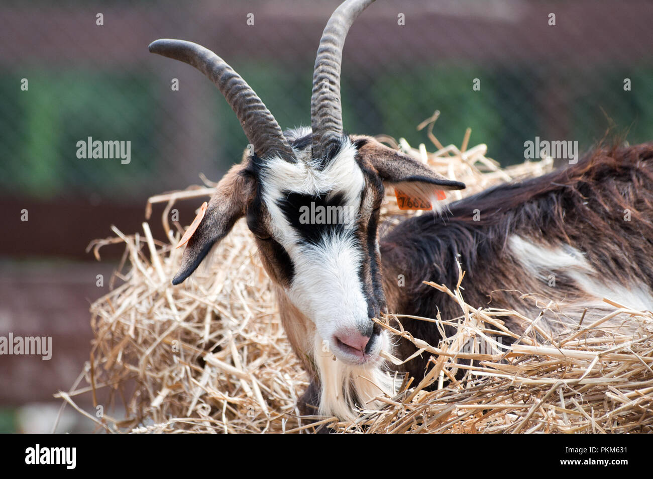 Domestic goat capra hircus male hi-res stock photography and images - Alamy