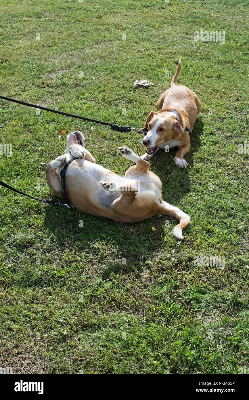 Snapping dog hi-res stock photography and images - Alamy