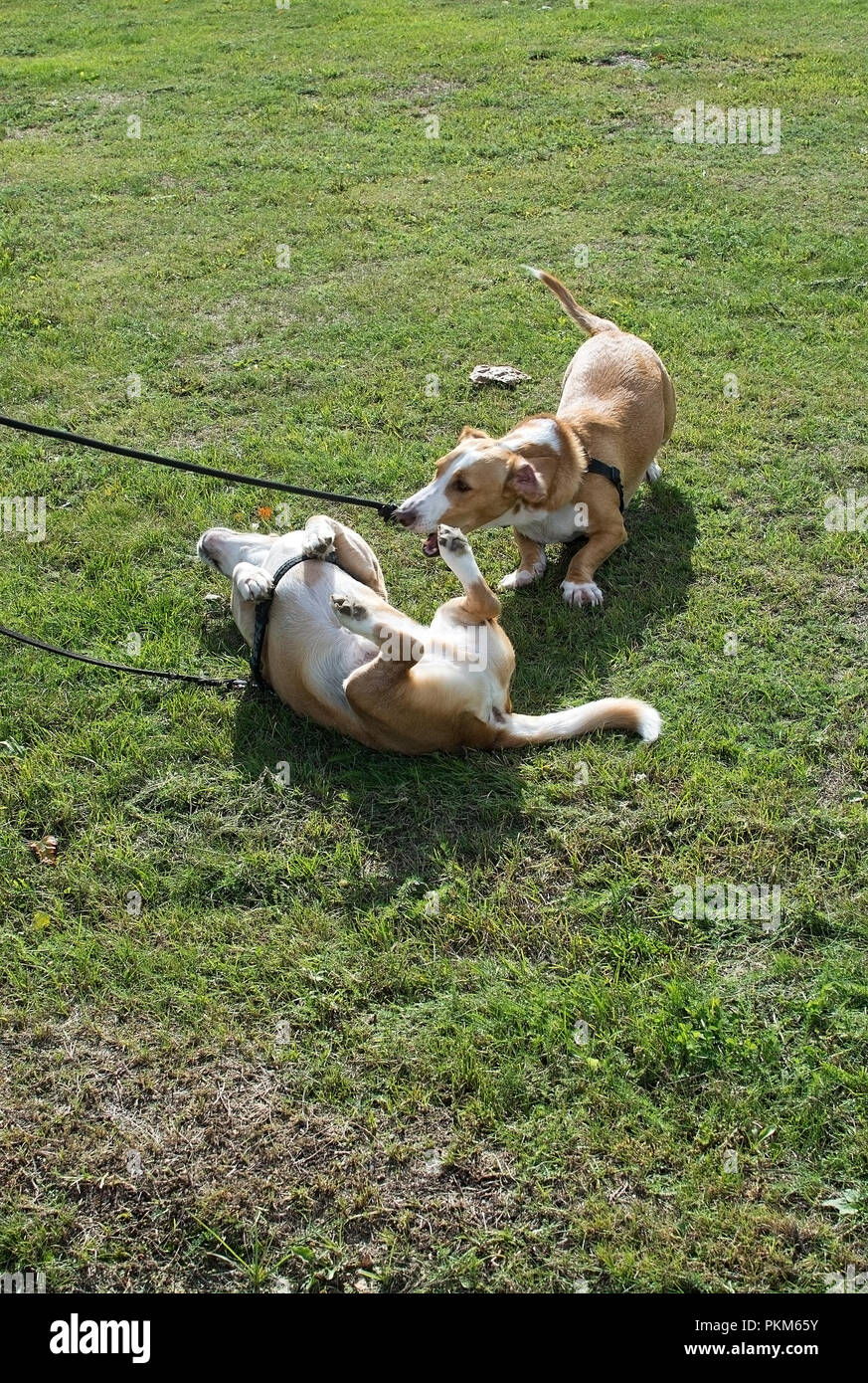 Snapping dog hi-res stock photography and images - Alamy