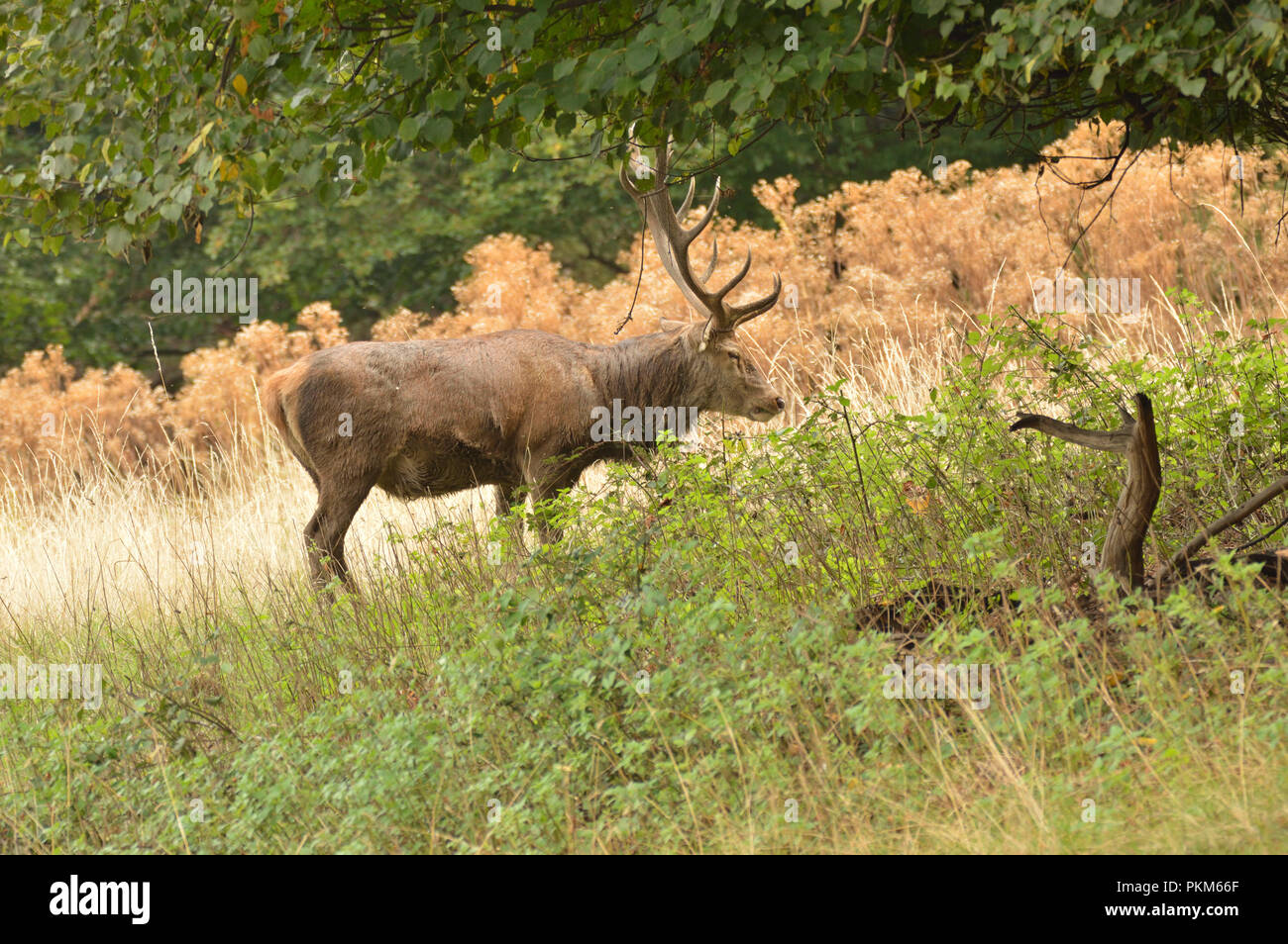 Red Deer Stag, England, UK Stock Photo - Alamy