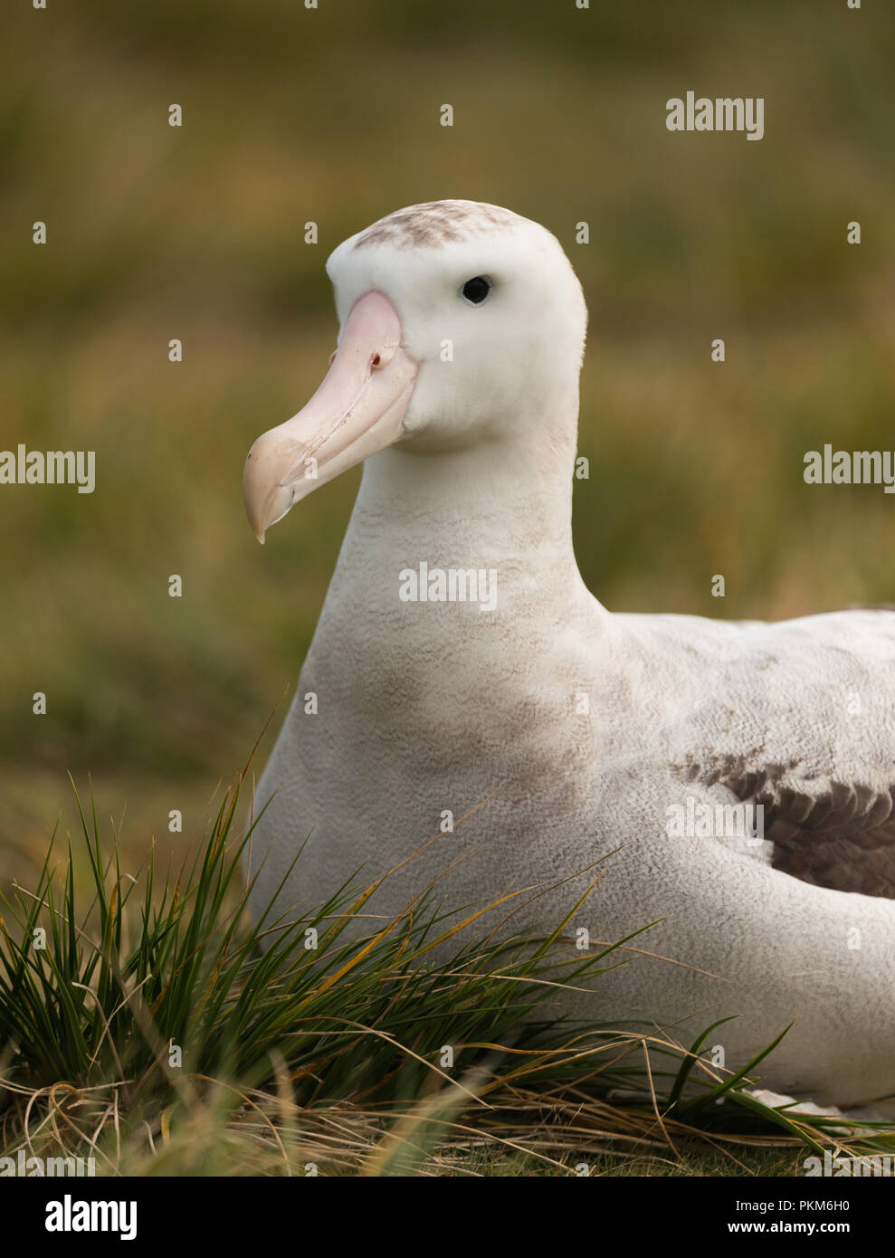 A female wandering albatross (Diomedia exulans) on her nest on Bird ...