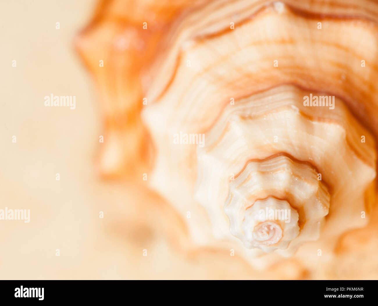Spiral seashell hi-res stock photography and images - Alamy