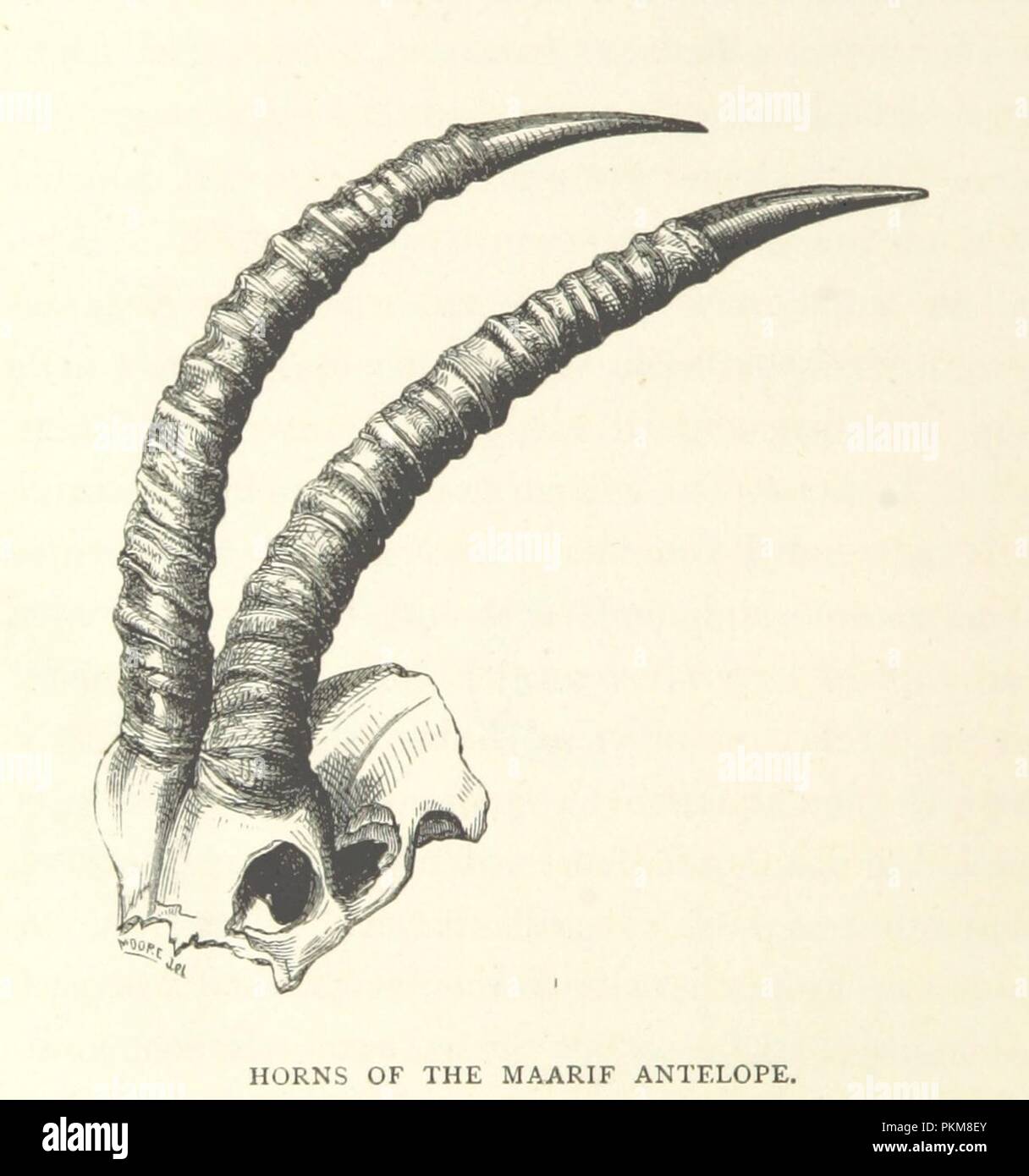 Image from page 562 of 'The Nile Tributaries of Abyssinia, and the ...