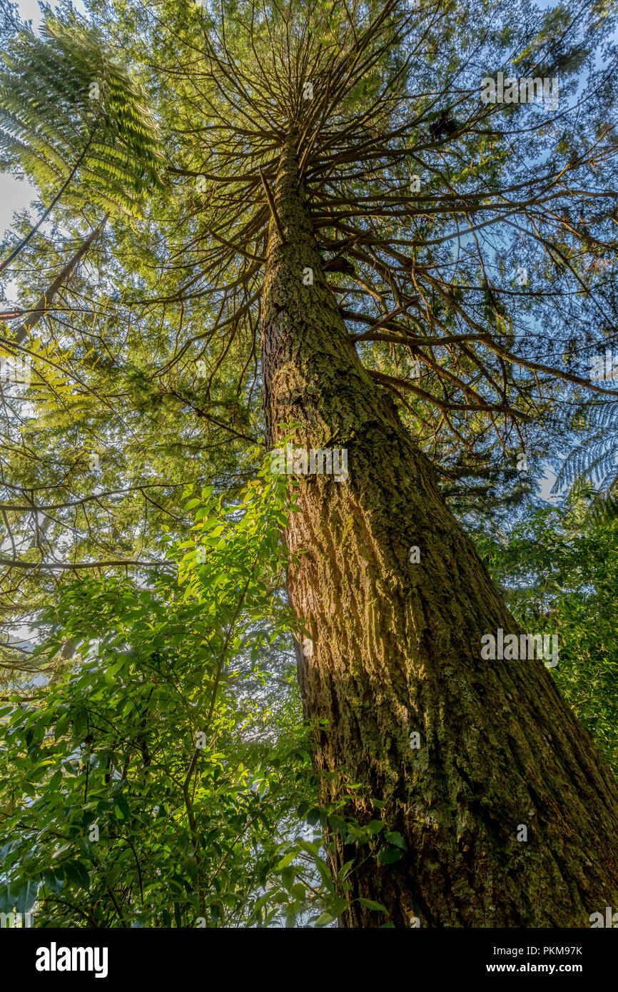 tall twisted tree Stock Photo - Alamy