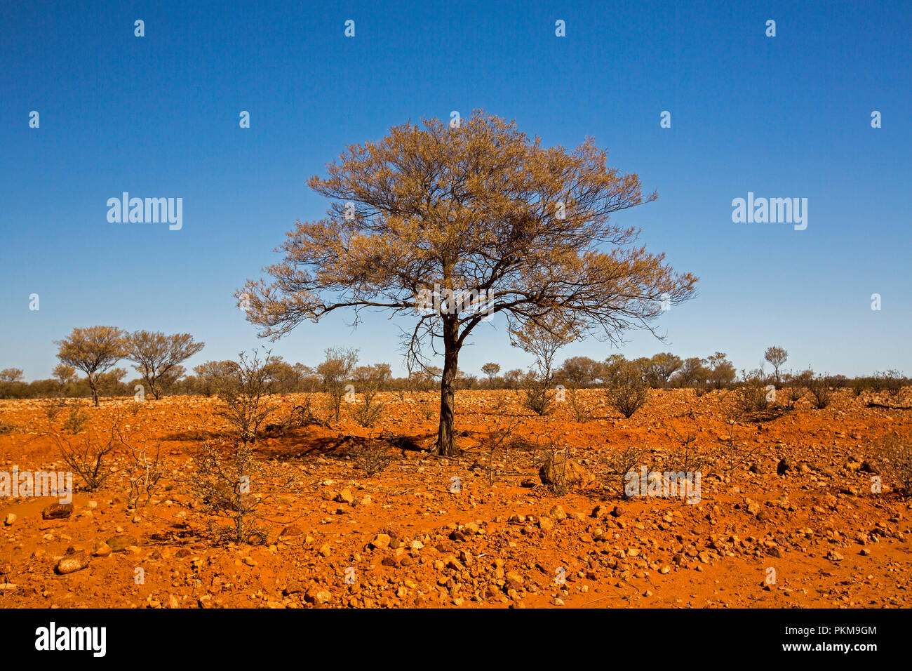 Mulga Tree Australia Stock Photos & Mulga Tree Australia Stock Images ...