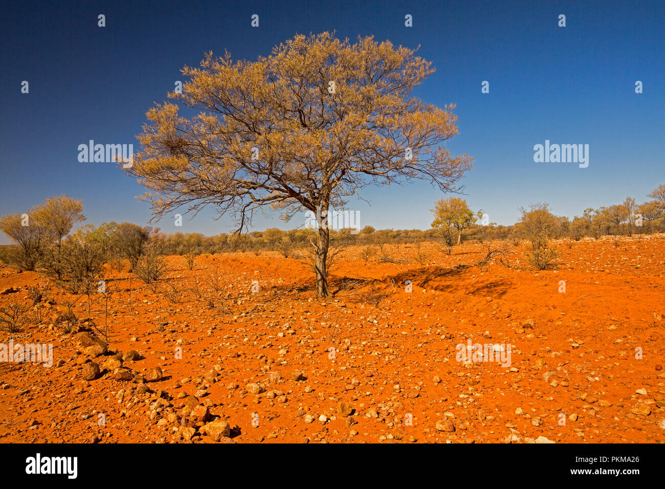 Australian outback landscape during drought with solitary mulga/ acacia ...