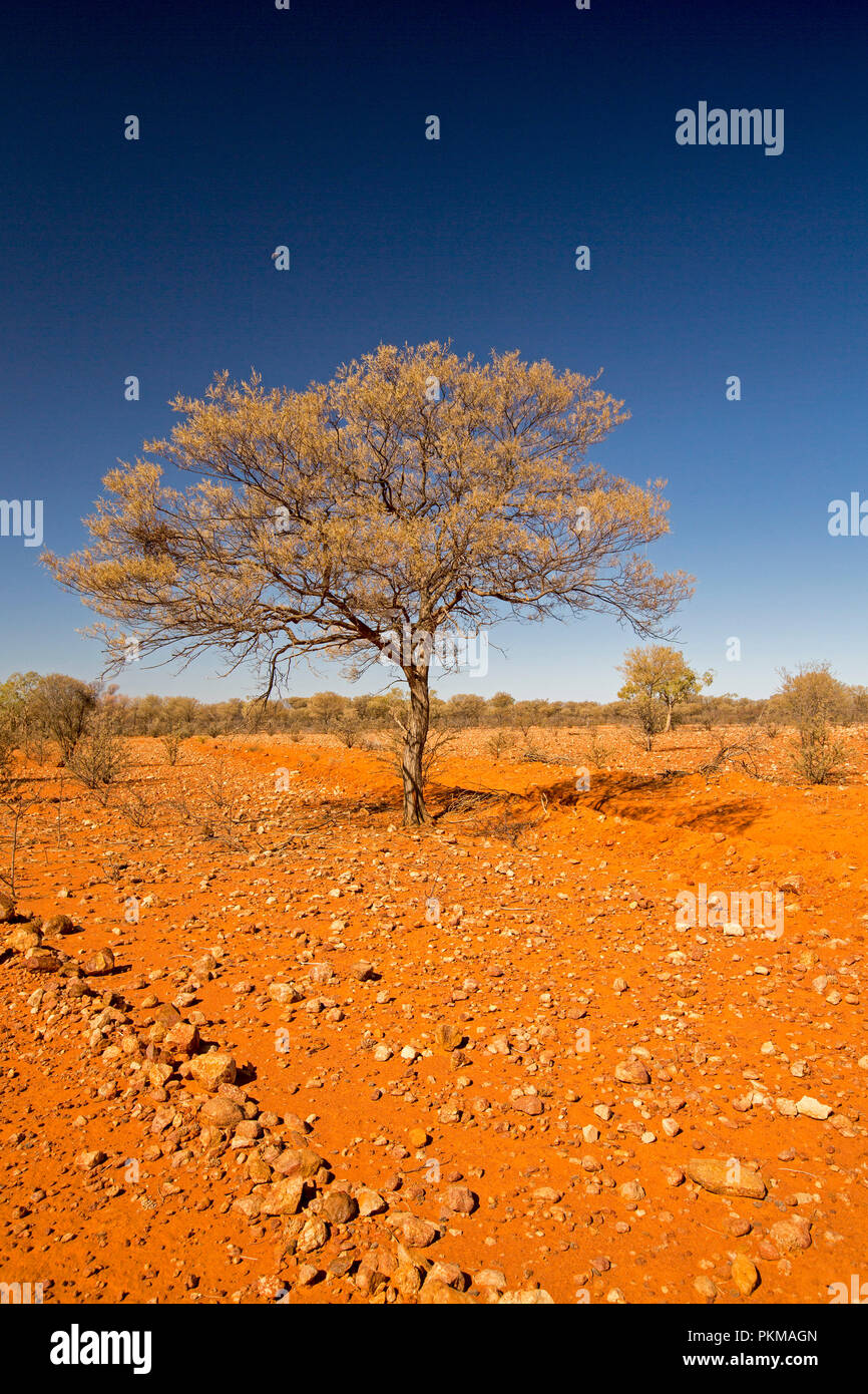 Australian outback landscape during drought with solitary mulga/ acacia ...