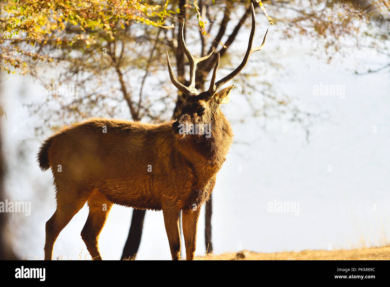 Deer hd images hi-res stock photography and images - Alamy