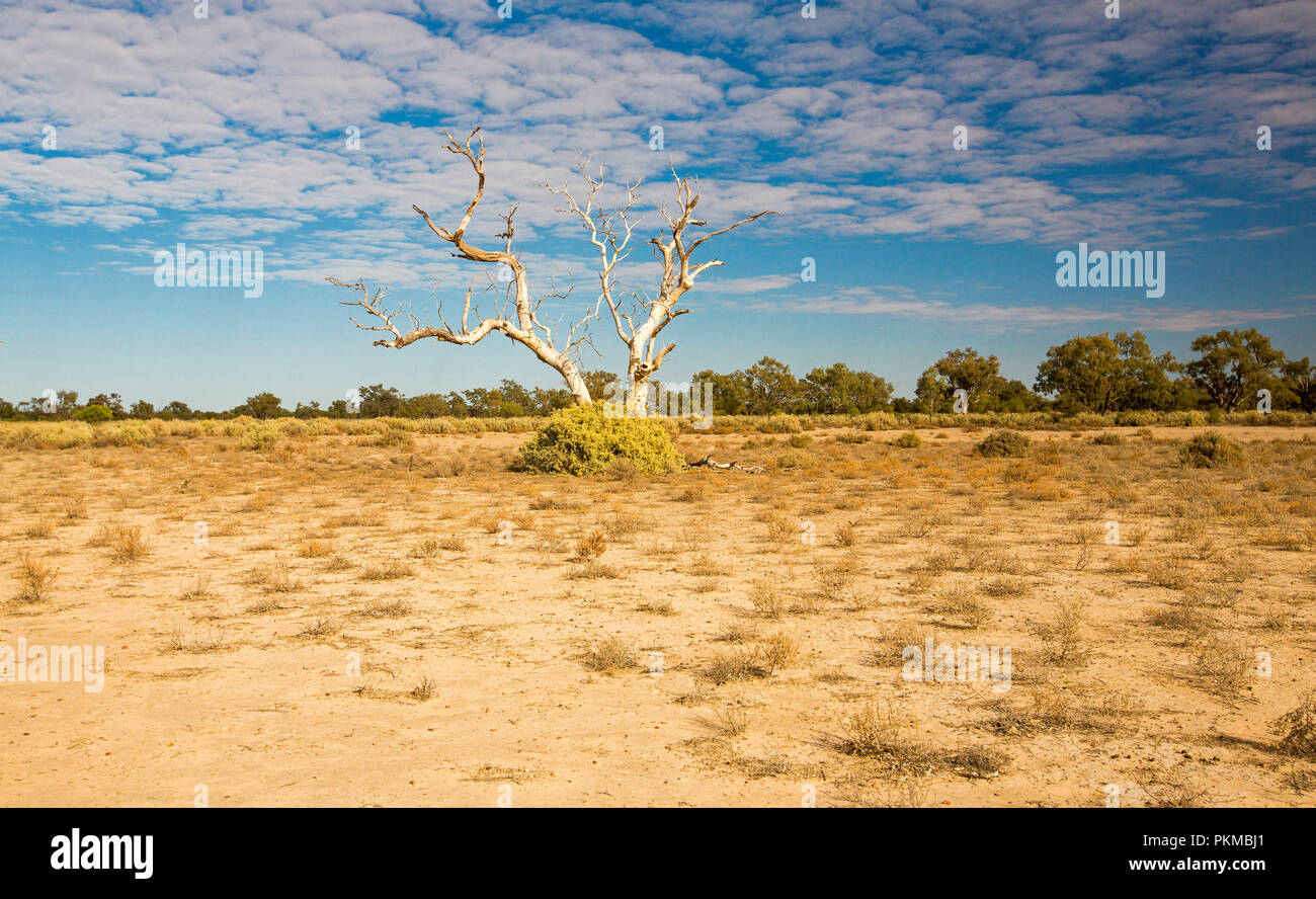Arid Australian outback landscape during drought with solitary dead ...
