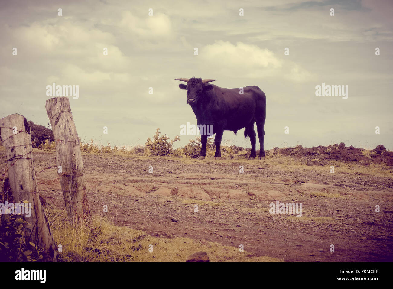 wild bull on easter island cliffs, pacific ocean, Chile Stock Photo - Alamy