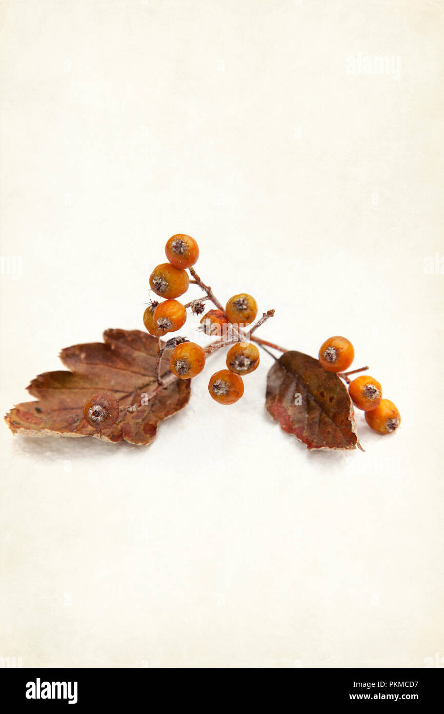 Orange Berry Stem with Foliage Stock Photo - Alamy