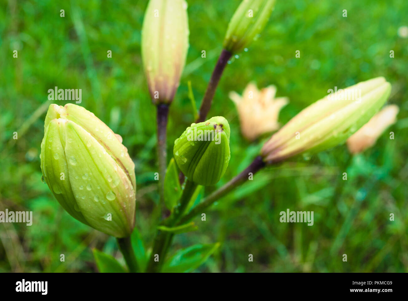 Buds of flower Hemerocallis lilioasphodelus also called Lemon Lily ...