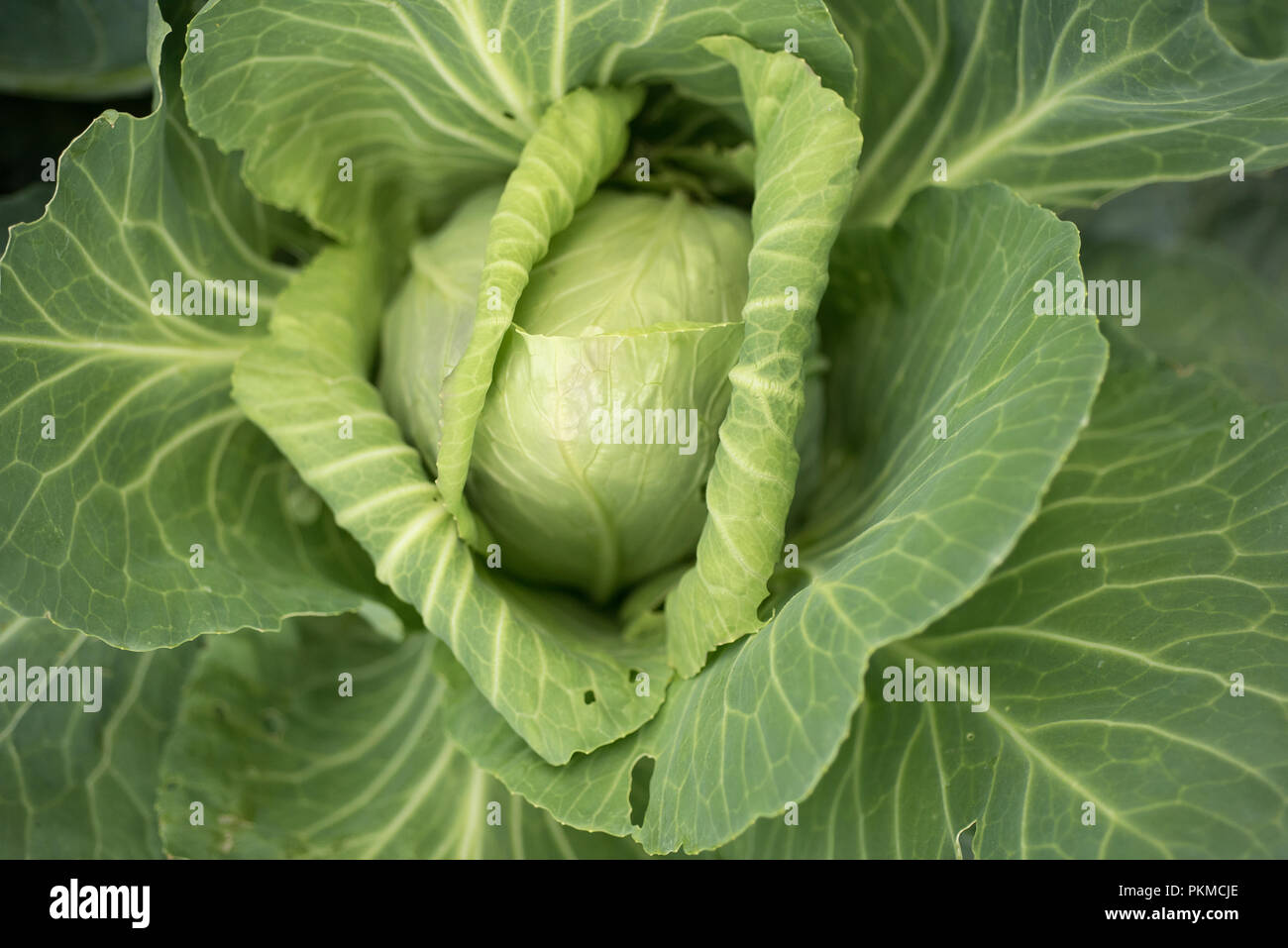 cabbage heart of ox, cultivation in orchard Stock Photo - Alamy