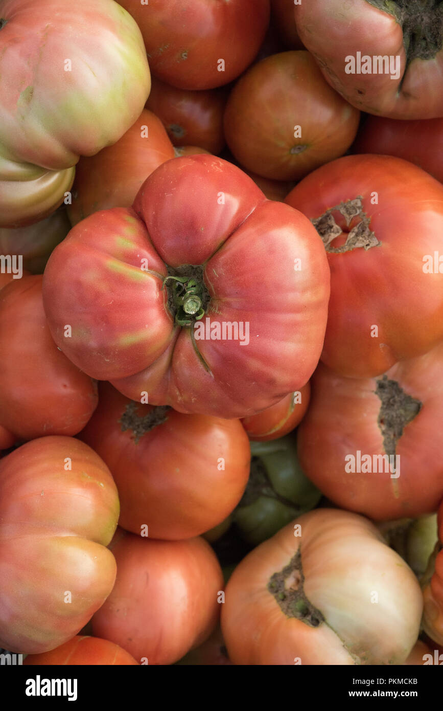 Freshly Picked Tomatoes Stock Photos & Freshly Picked Tomatoes Stock ...