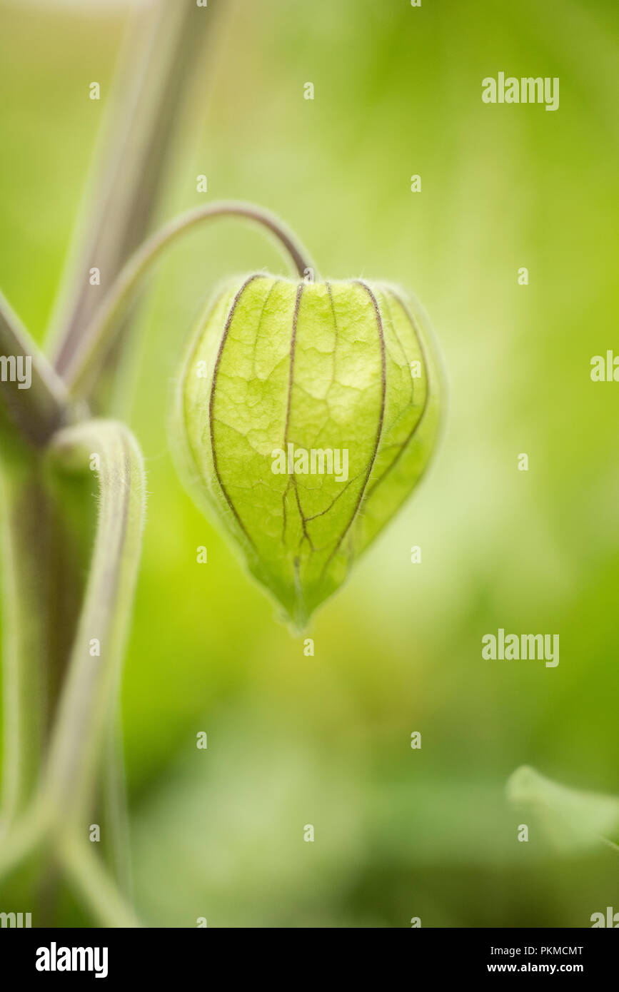 Peruvian groundcherry physalis peruviana hi-res stock photography and ...