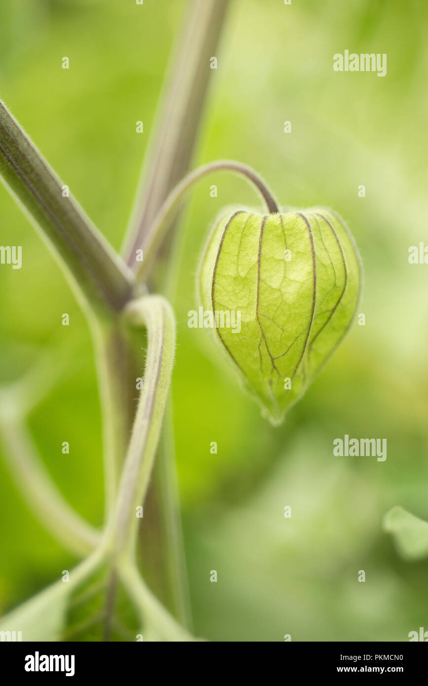 Physalis peruviana, golden berry, Fruit in capsule Stock Photo - Alamy