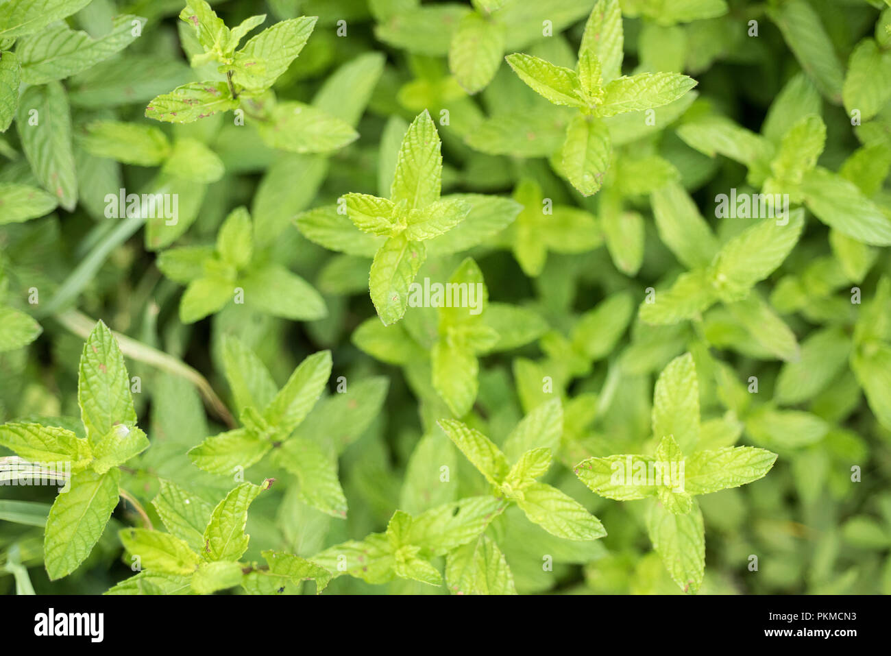 Spearmint plants ready for harvest, Mentha spicata Stock Photo - Alamy
