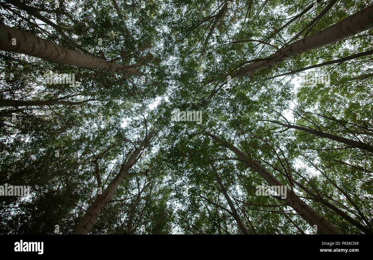 trees with wide angle, Populus, forest plantation Stock Photo - Alamy