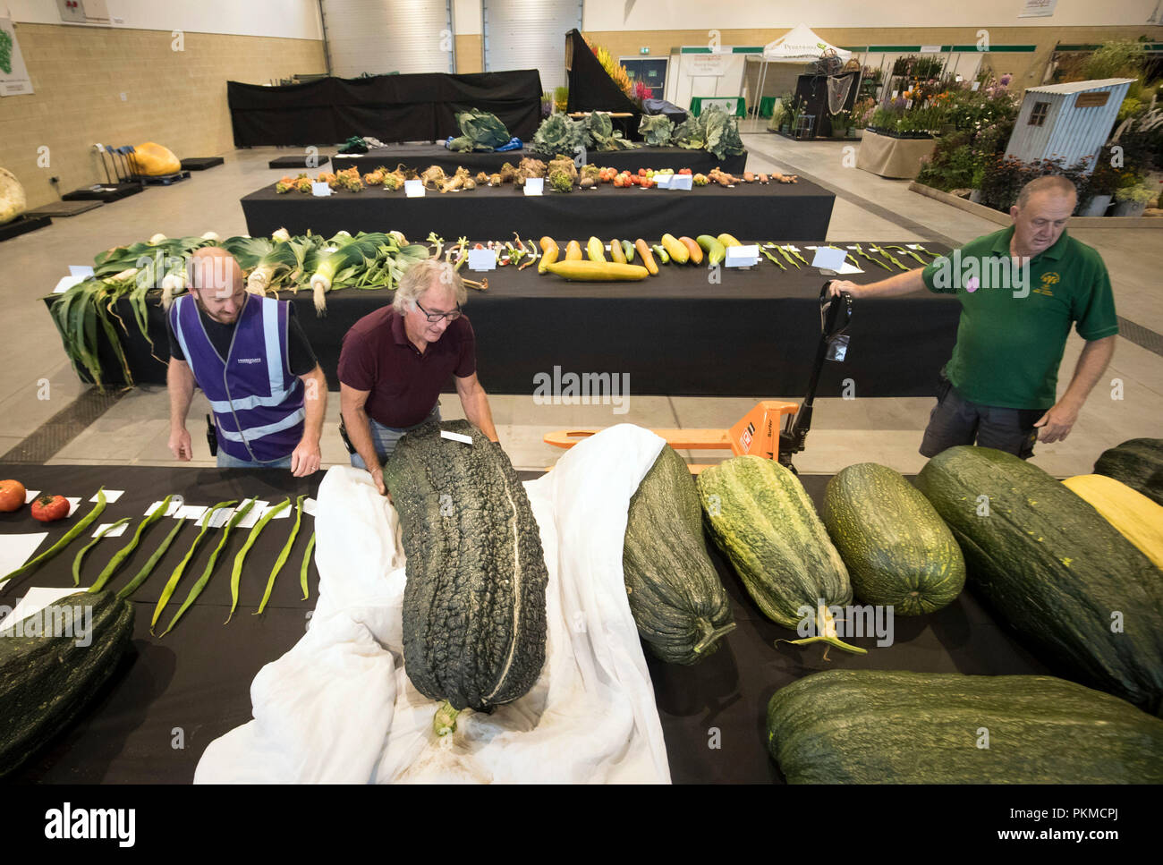 Judging takes place during the Giant Vegetable competition at the ...