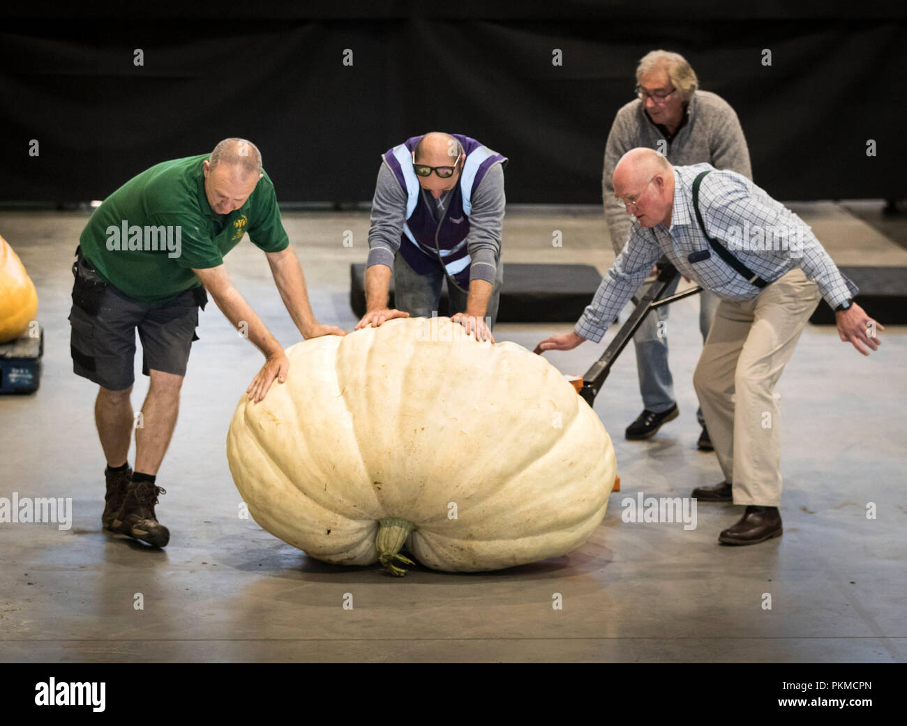 Judging takes place during the Giant Vegetable competition at the ...