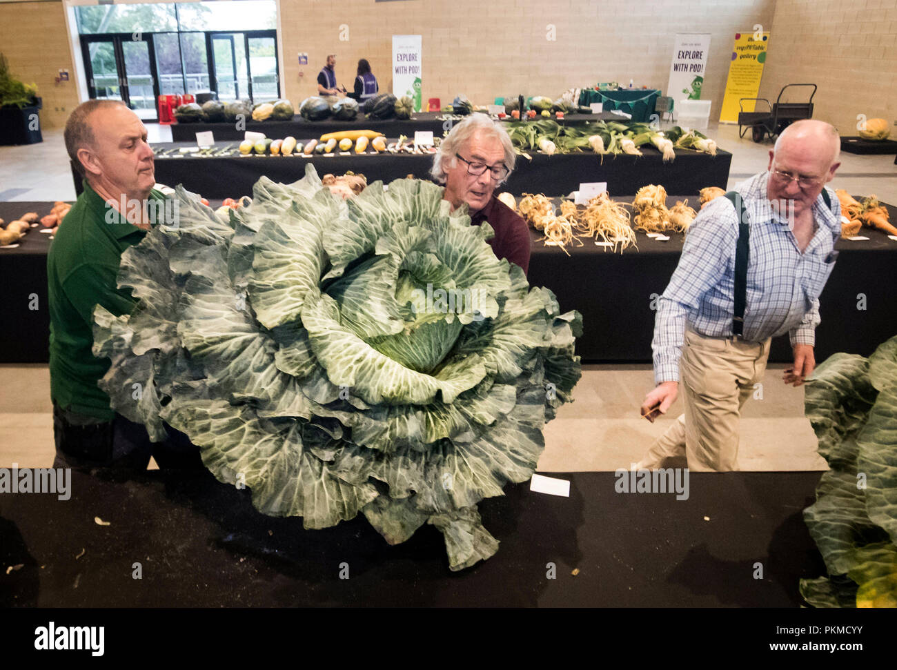 Judging takes place during the Giant Vegetable competition at the ...