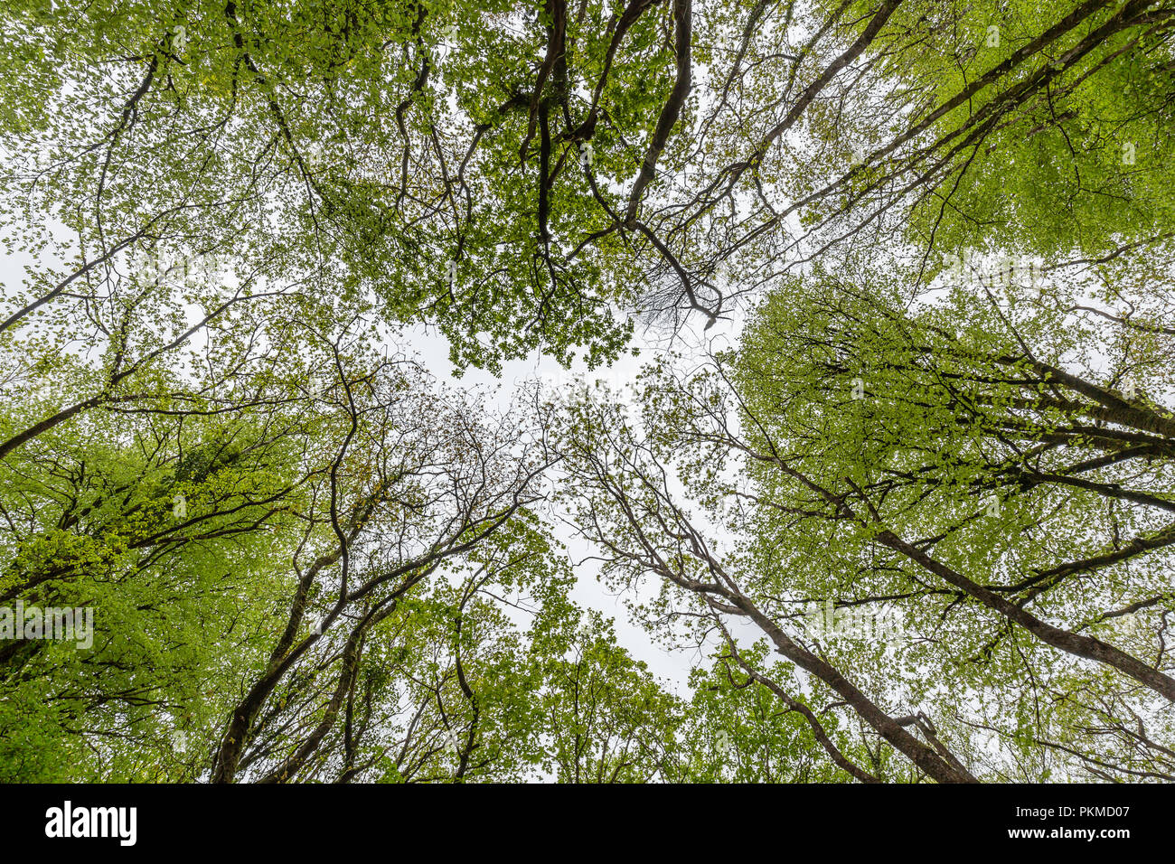 Abstract Woodland Tree Canopy Stock Photo - Alamy