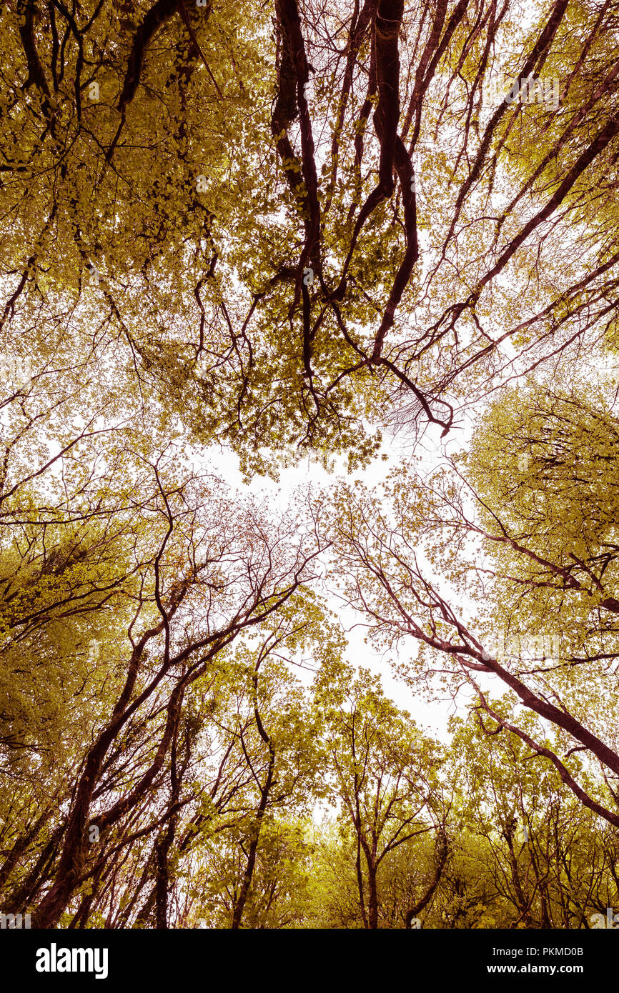 Abstract Autumn Tree Canopy 1 Stock Photo - Alamy