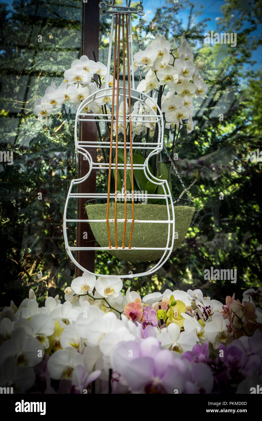 Violin shape hi-res stock photography and images - Alamy