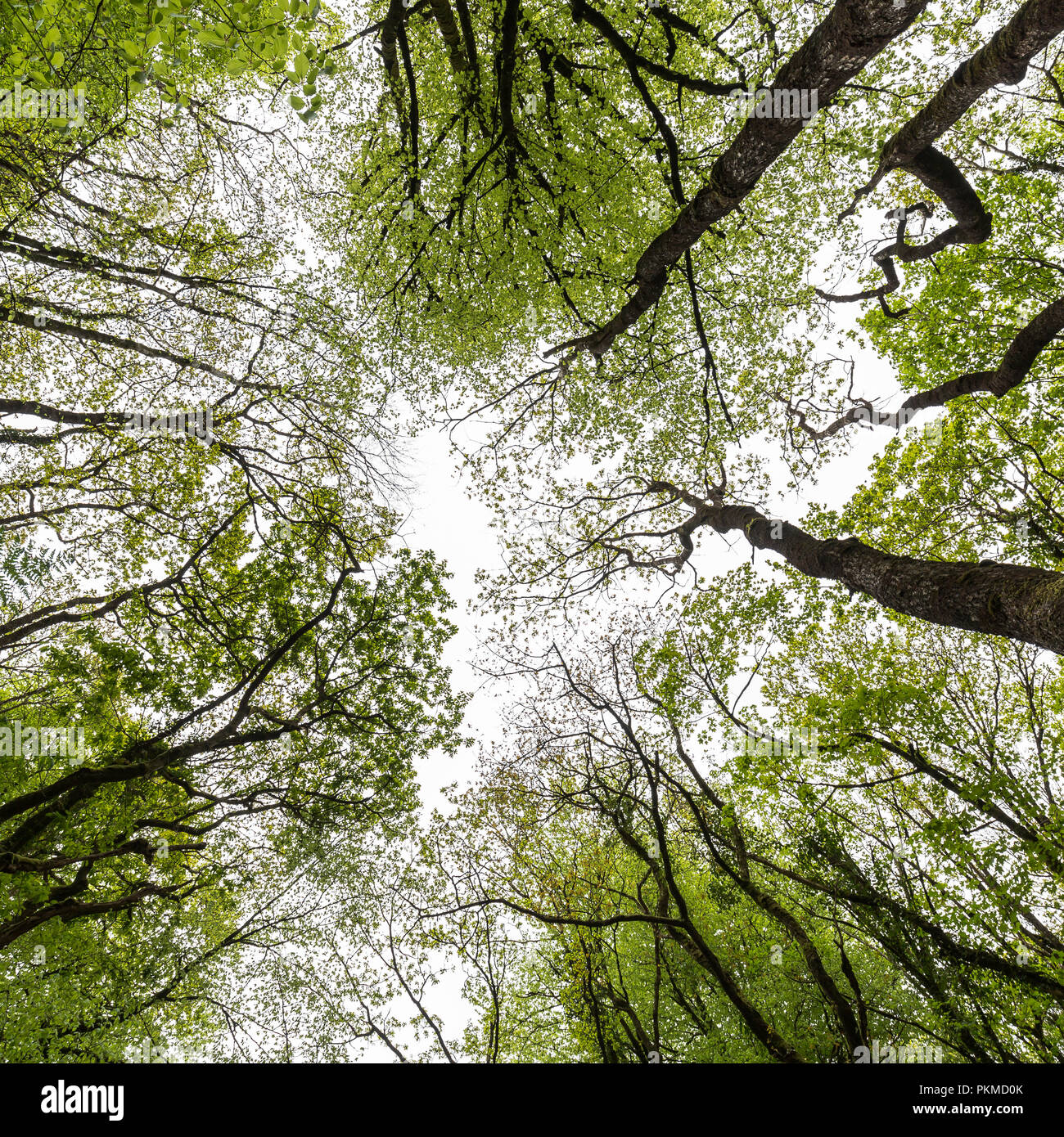 Abstract Woodland Tree Canopy Stock Photo - Alamy