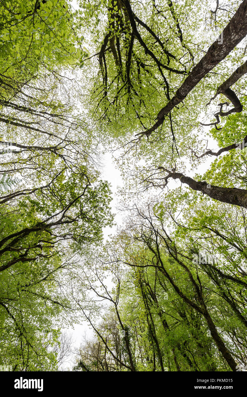 Abstract Tree Canopy Highlights Stock Photo - Alamy