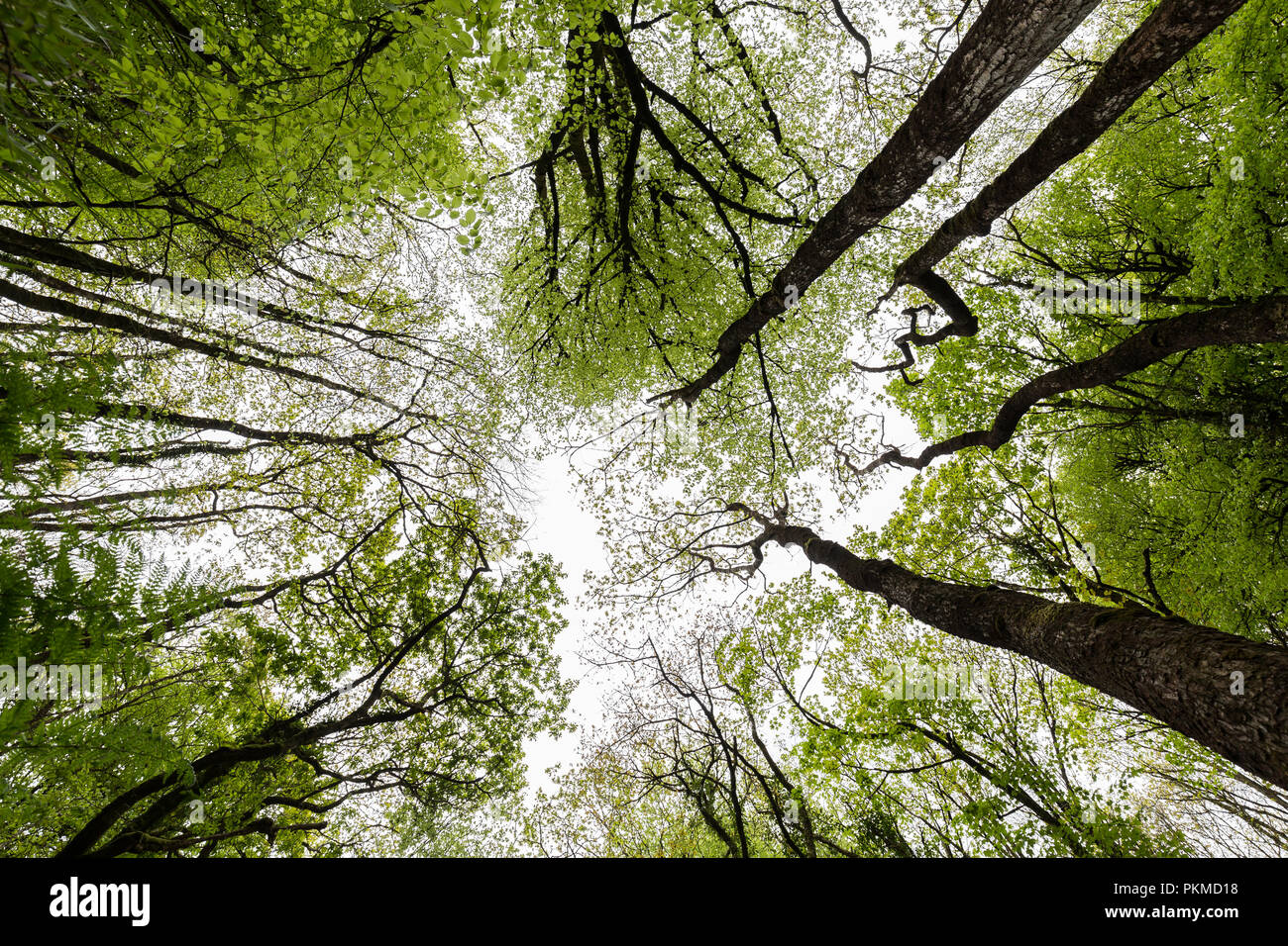Abstract Spring Woodland Canopy Stock Photo - Alamy