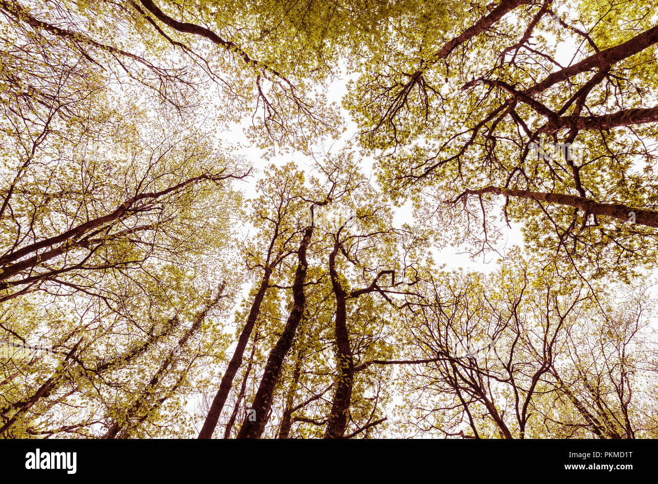 Abstract Autumn Tree Canopy 2 Stock Photo - Alamy