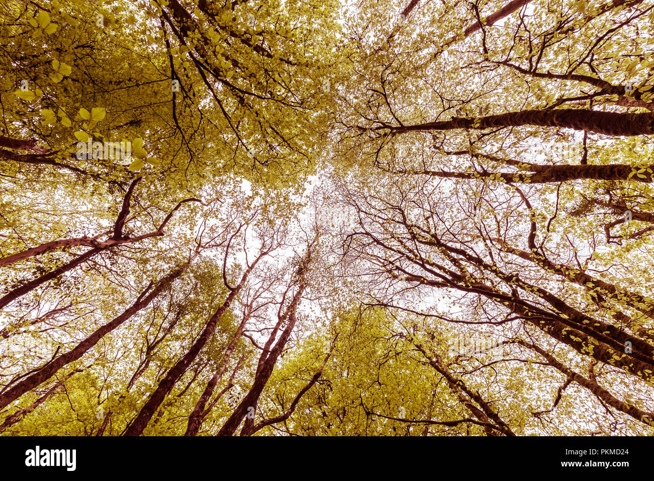 Abstract Autumn Tree Canopy 3 Stock Photo - Alamy