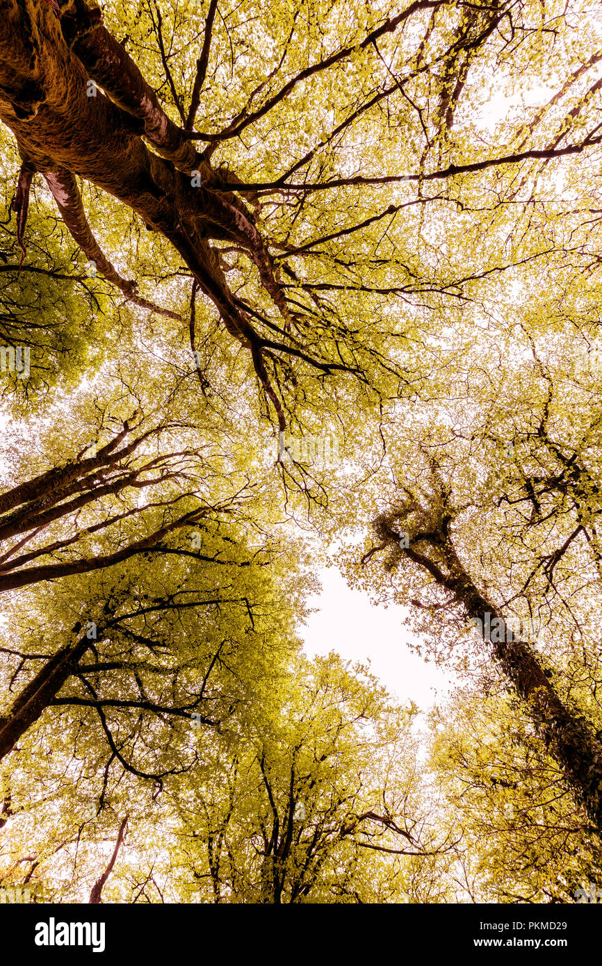 Abstract Autumn Tree Canopy 4 Stock Photo - Alamy