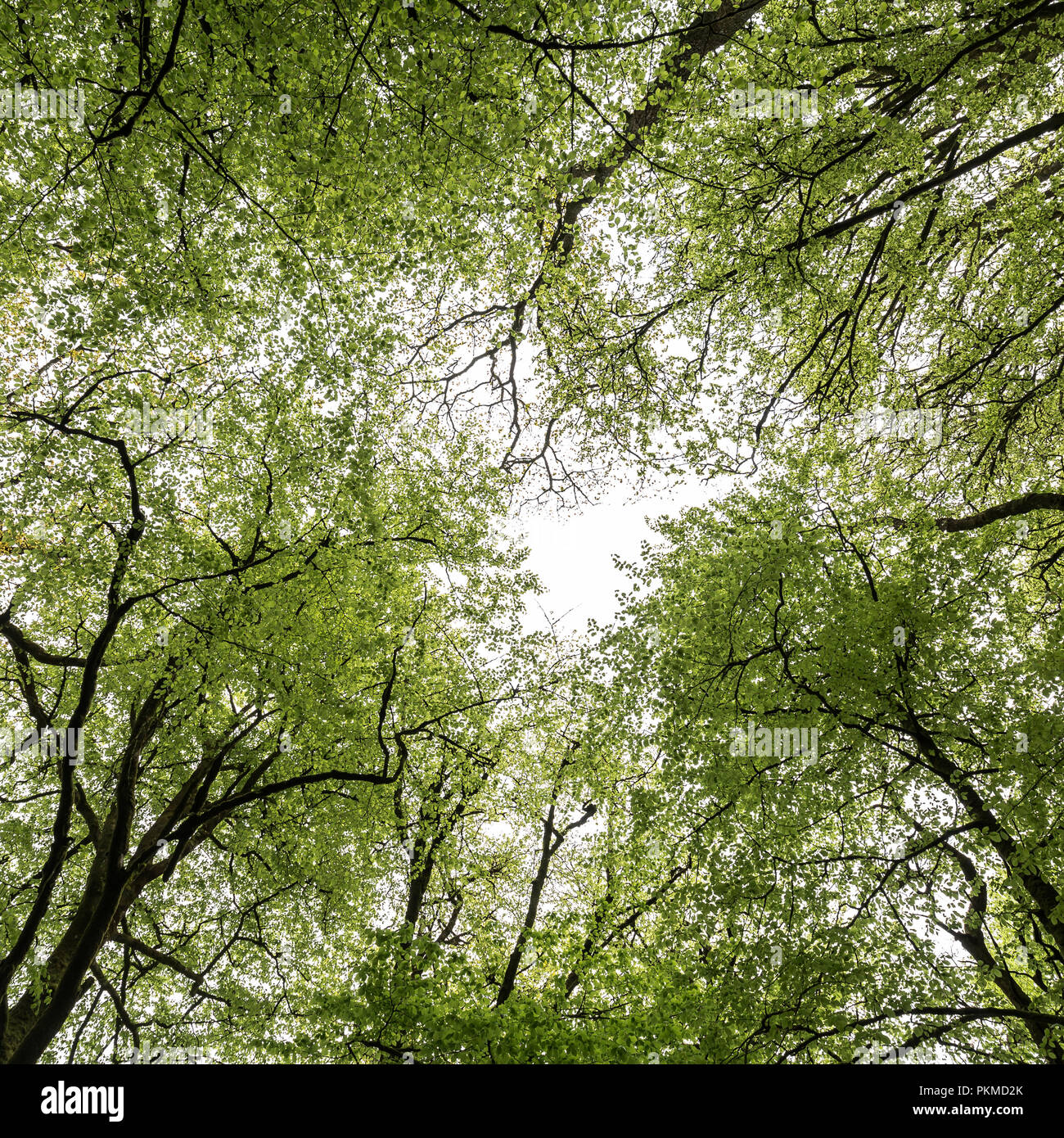 Canopy woodland tree abstract hi-res stock photography and images - Alamy
